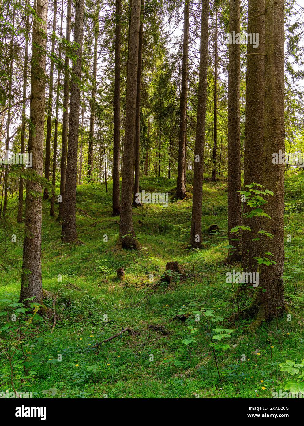 Landscape at Hellsee in Lanke, Bernau, Brandenburg, Germany Stock Photo ...