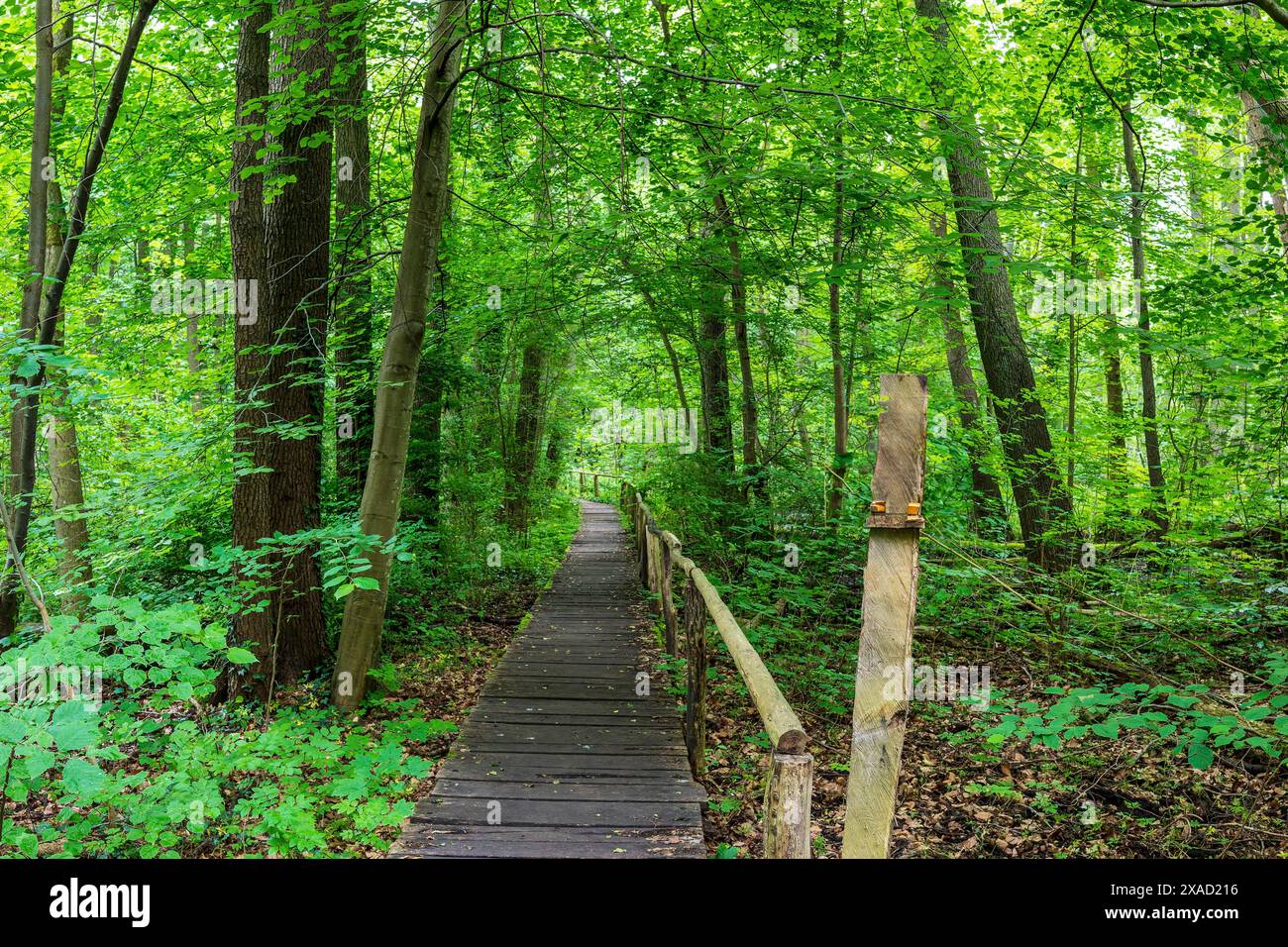 Landscape at Hellsee in Lanke, Bernau, Brandenburg, Germany Stock Photo ...
