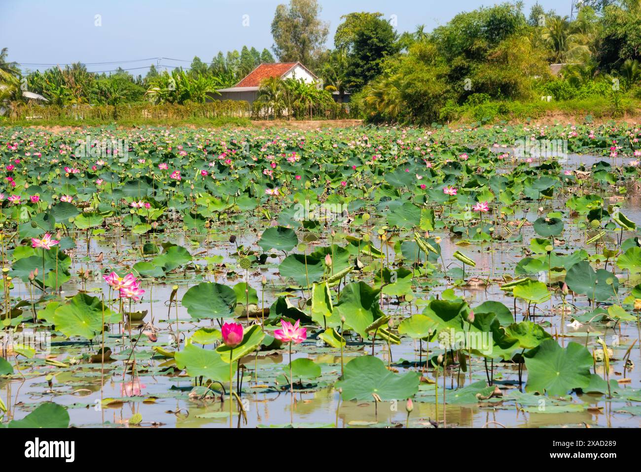 Lotus flower field in Asia and traditional houses Stock Photo - Alamy