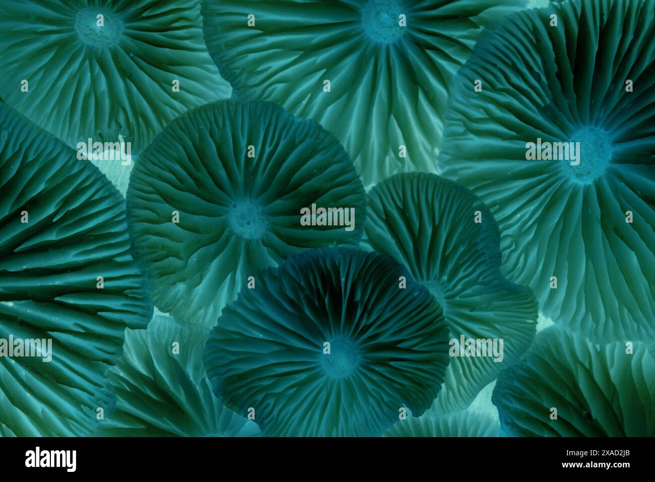 Inverted caps of wild mushrooms of green color. Abstract macro ...