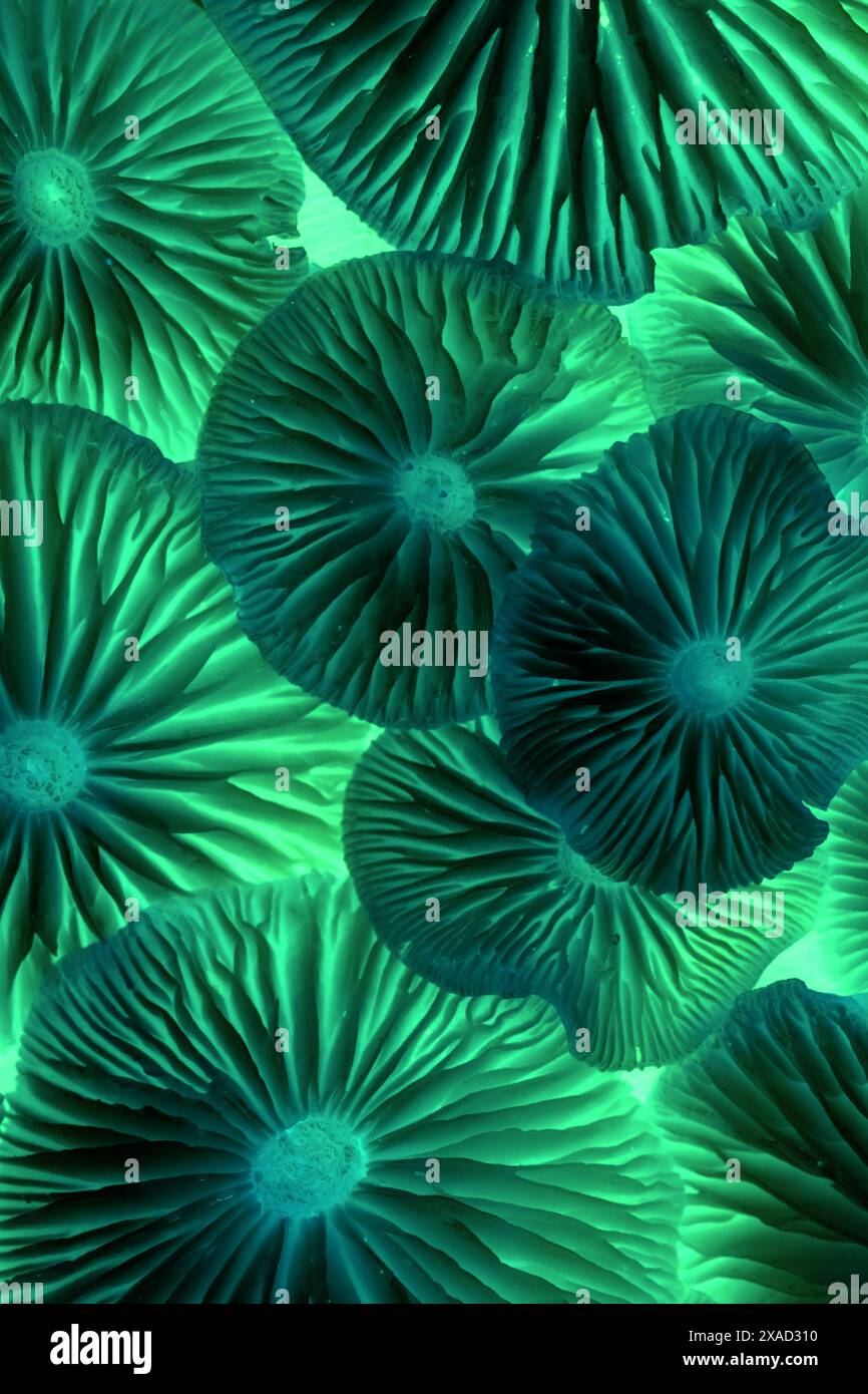 Inverted caps of wild mushrooms of green color. Abstract macro ...