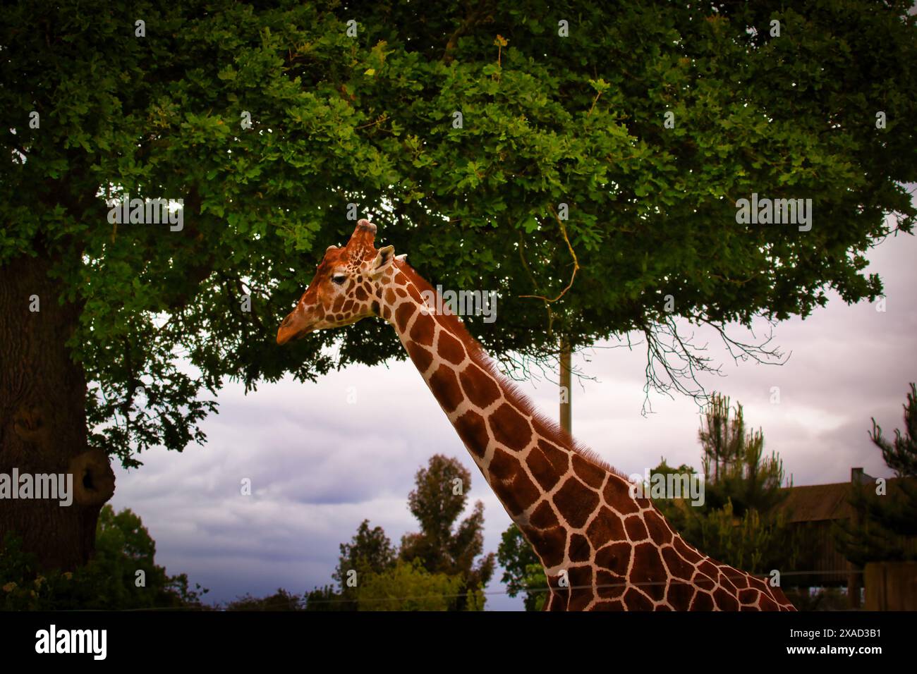 Giraffe standing large tree in hi-res stock photography and images - Alamy
