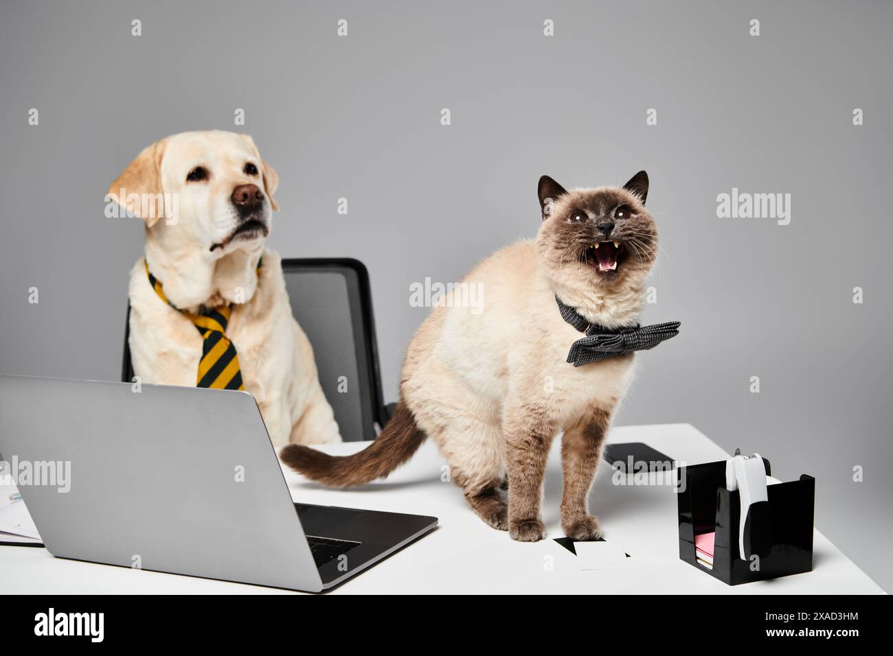 A cat and a dog sit side by side in front of a laptop, displaying a ...