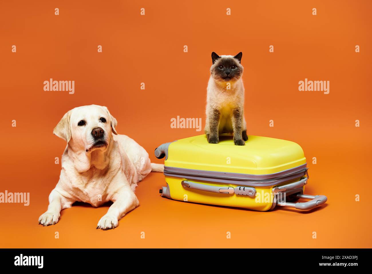 A dog and a cat sitting peacefully beside each other in a studio ...