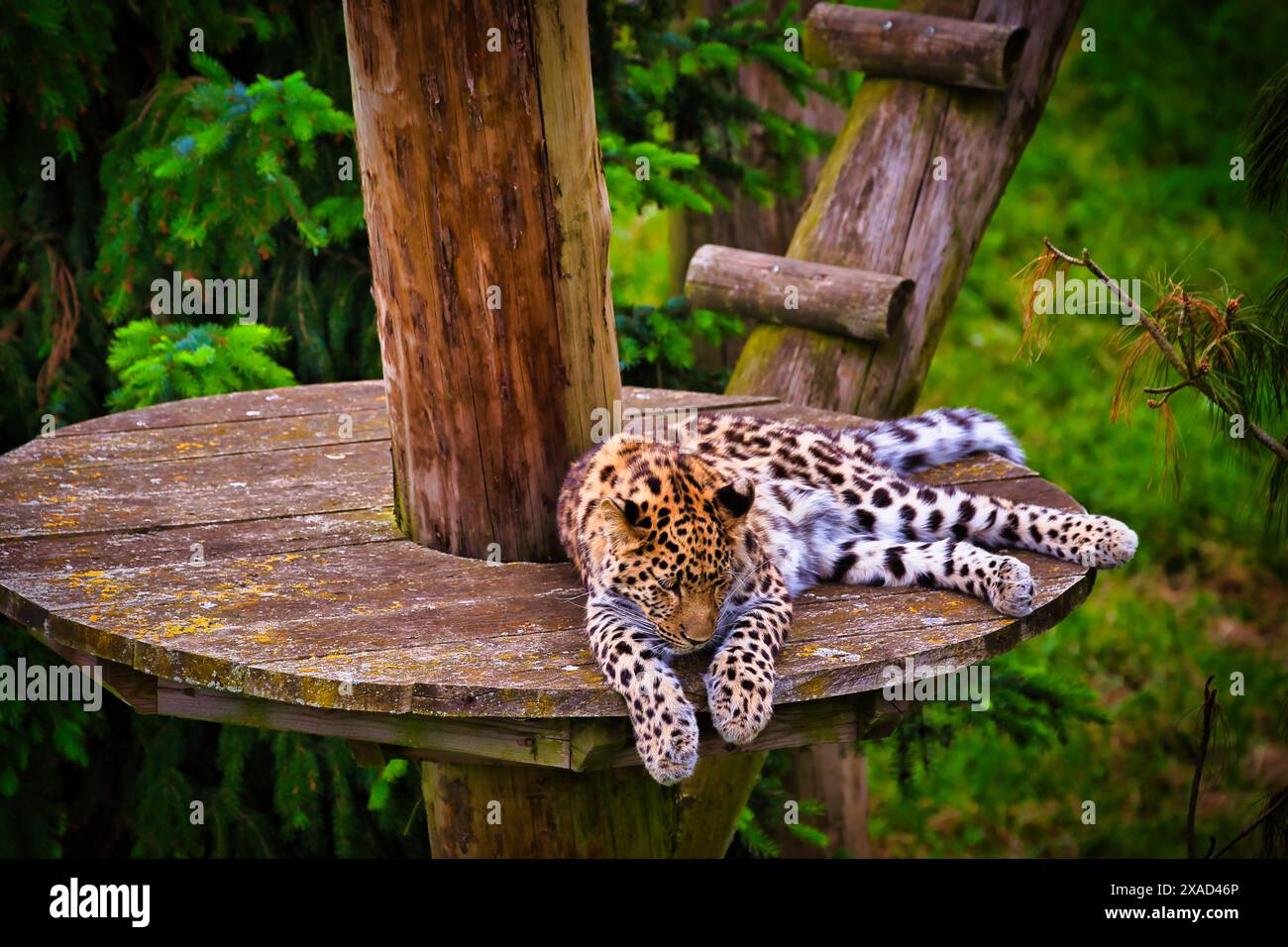 A young leopard resting on a wooden platform in a lush, green ...