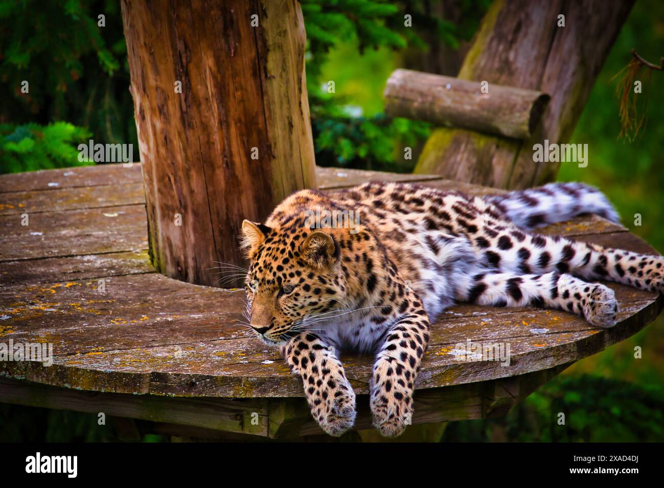 A leopard resting on a wooden platform in a forested area. The leopard ...