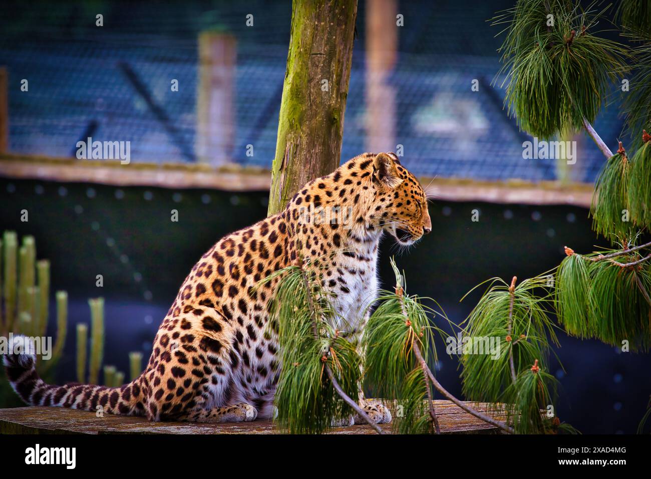 A leopard sitting on a wooden platform surrounded by green foliage in a ...