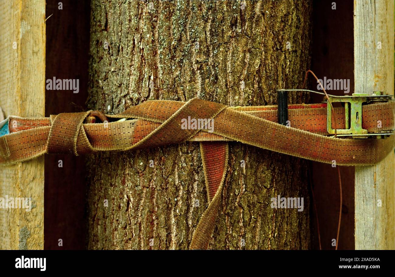 A lashing strap wrapped around an tree like a fashion belt Stock Photo ...