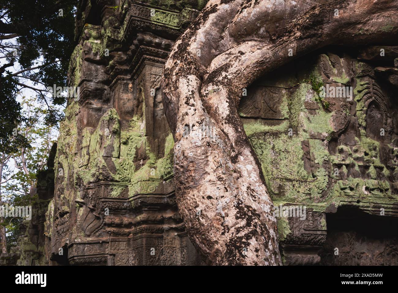 Angkor Thom, ancient temple ruins in Cambodia jungle with trees growing ...