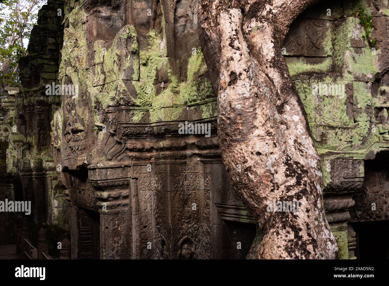Angkor Thom, ancient temple ruins in Cambodia jungle with trees growing ...