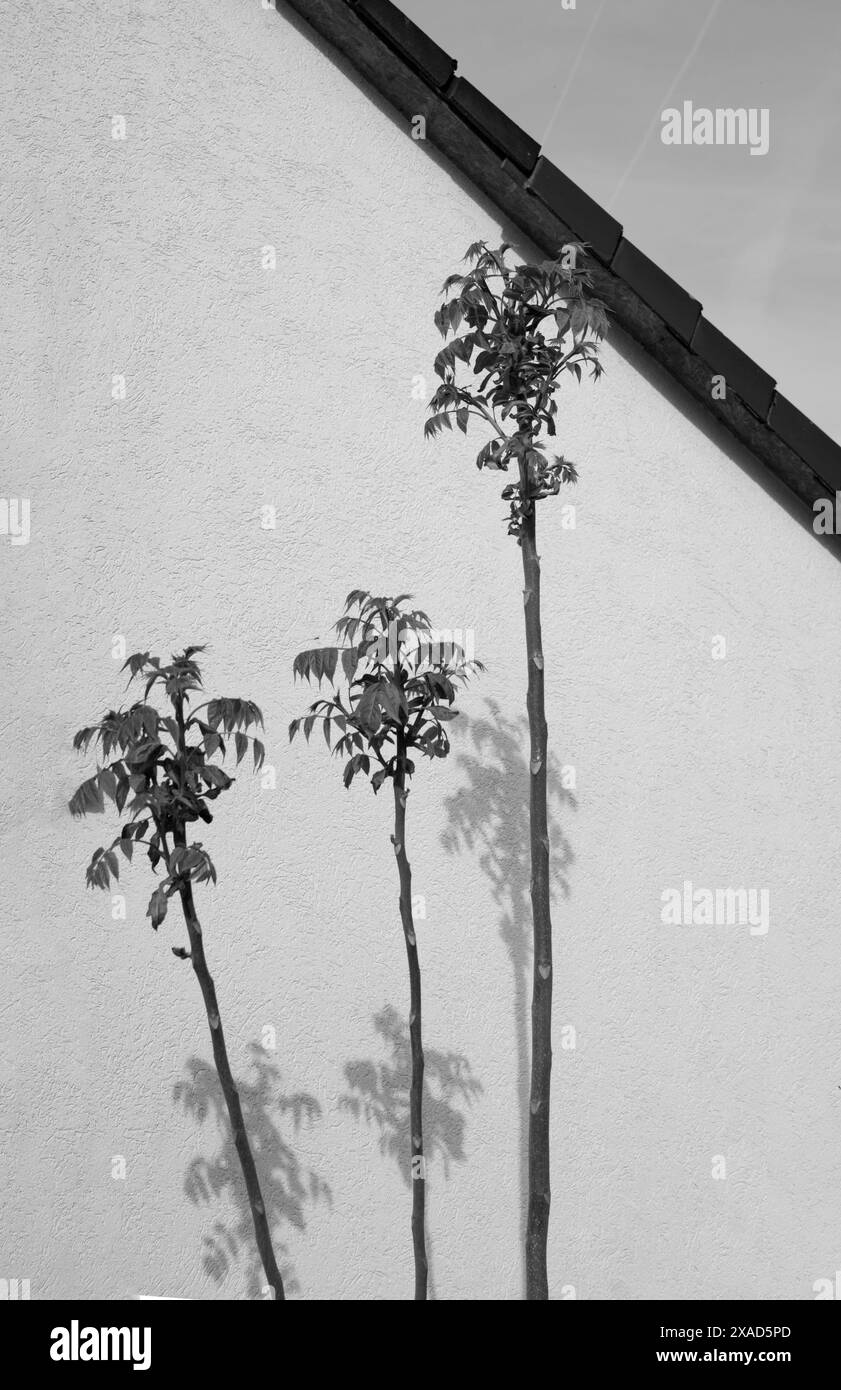 House roses Black and White Stock Photos & Images - Alamy