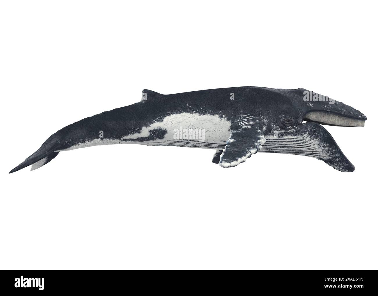 Water whale Cut Out Stock Images & Pictures - Alamy