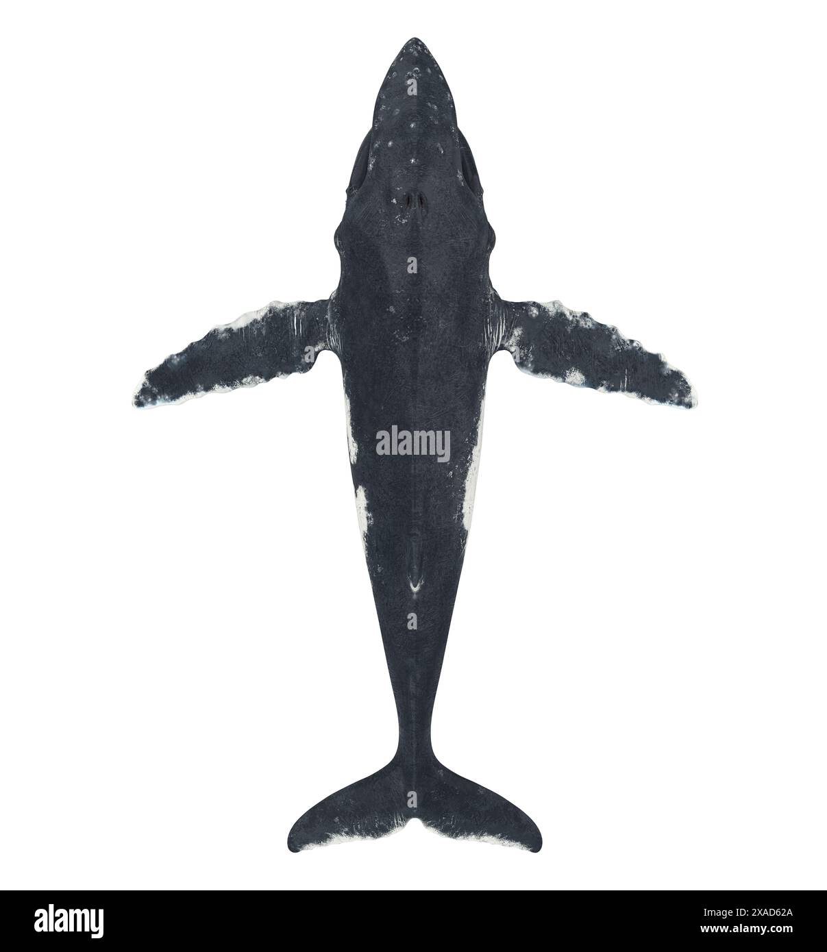 Blue whale isolated hi-res stock photography and images - Alamy