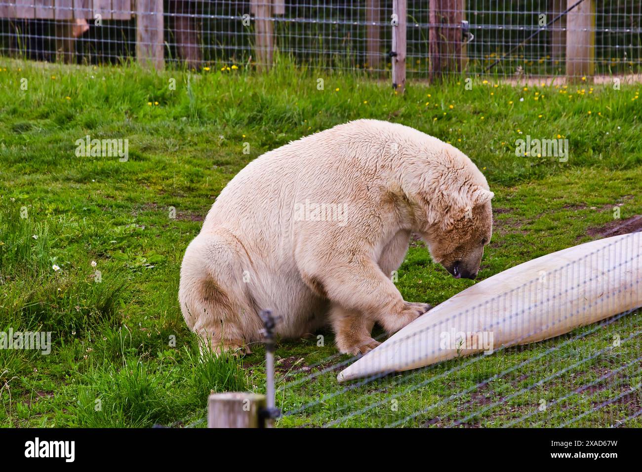 A polar bear sitting on grass in an enclosure, appearing to examine a ...