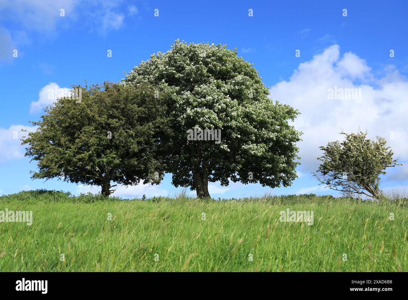 Hawthorn and Whitebeam trees side-by-side on hilltop in field on ...