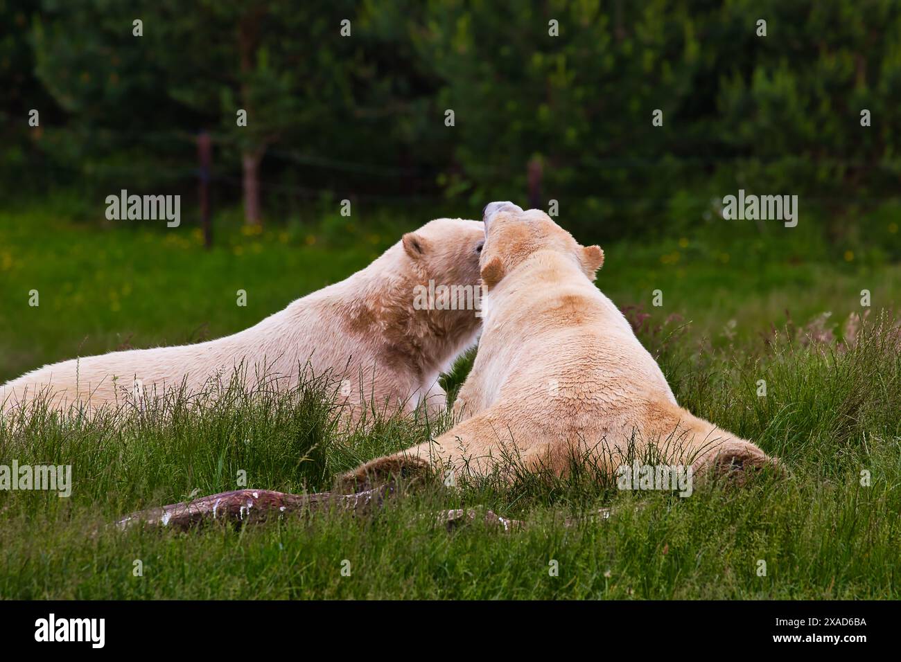 Two polar bears lying on grass in a forested area, appearing to nuzzle ...