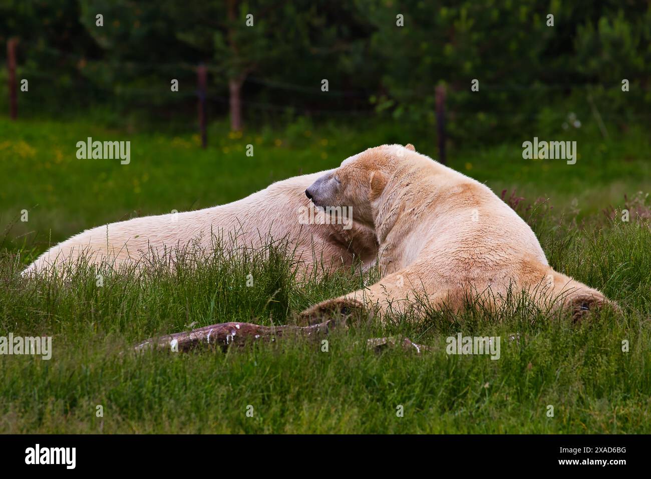 Two polar bears lying on the grass in a green field, one bear resting ...