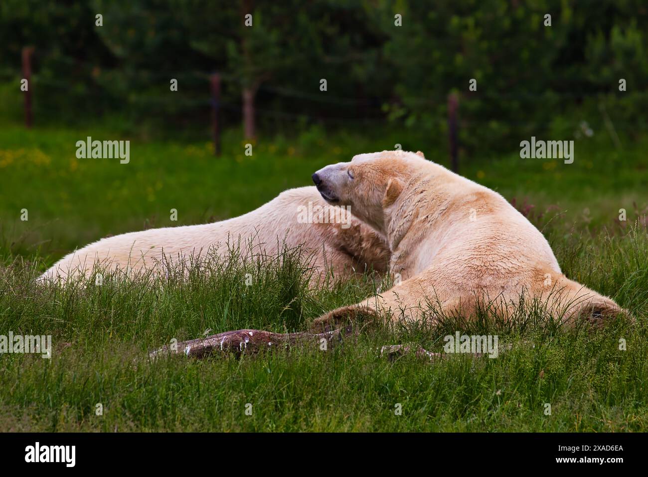 Two polar bears lying on green grass in a natural setting Stock Photo ...