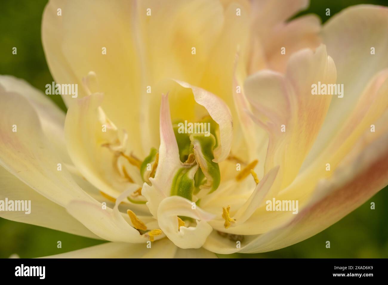 Inside of a tulip hi-res stock photography and images - Alamy