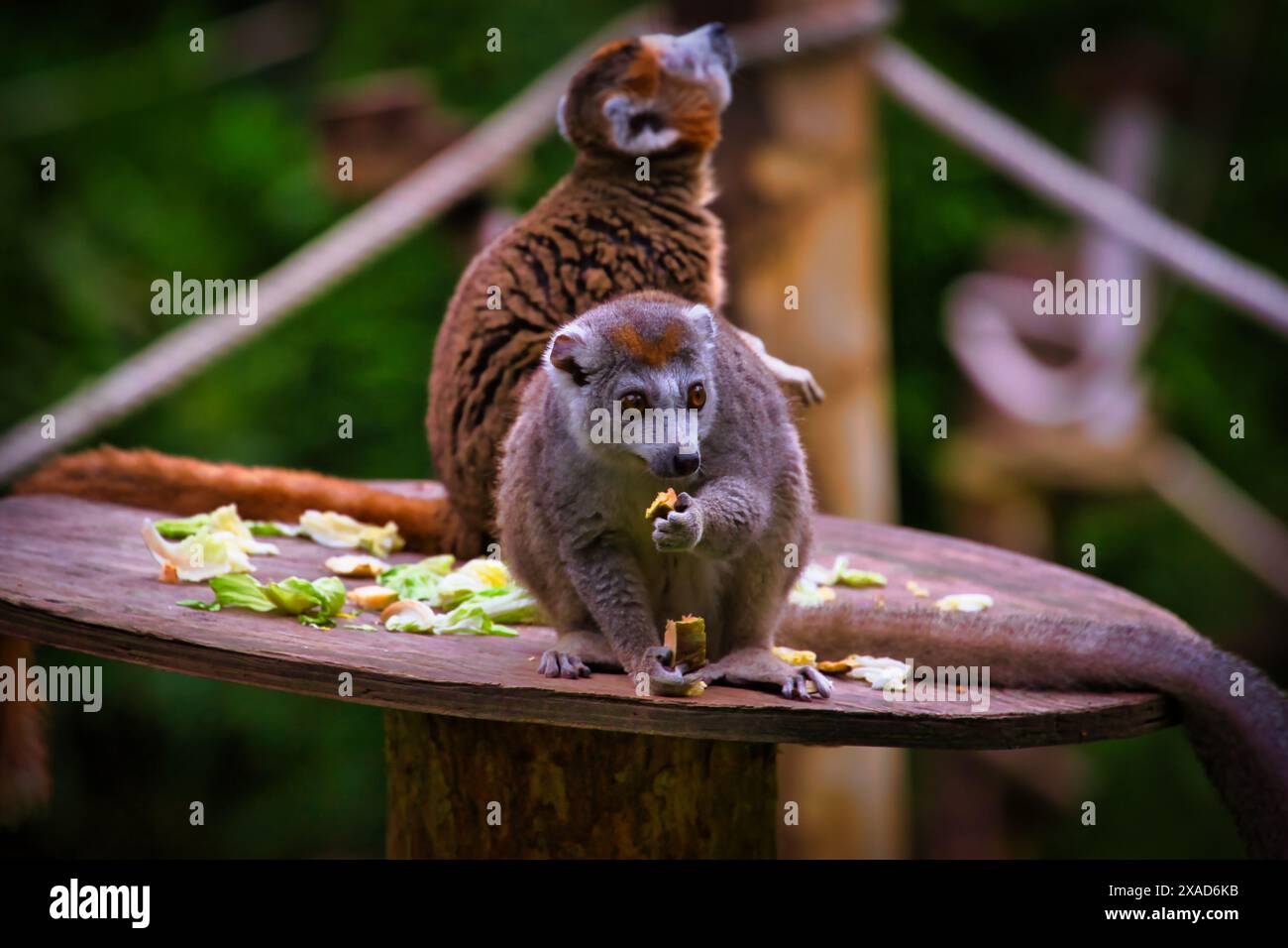 Two lemurs sitting on a wooden platform eating food, with a blurred ...