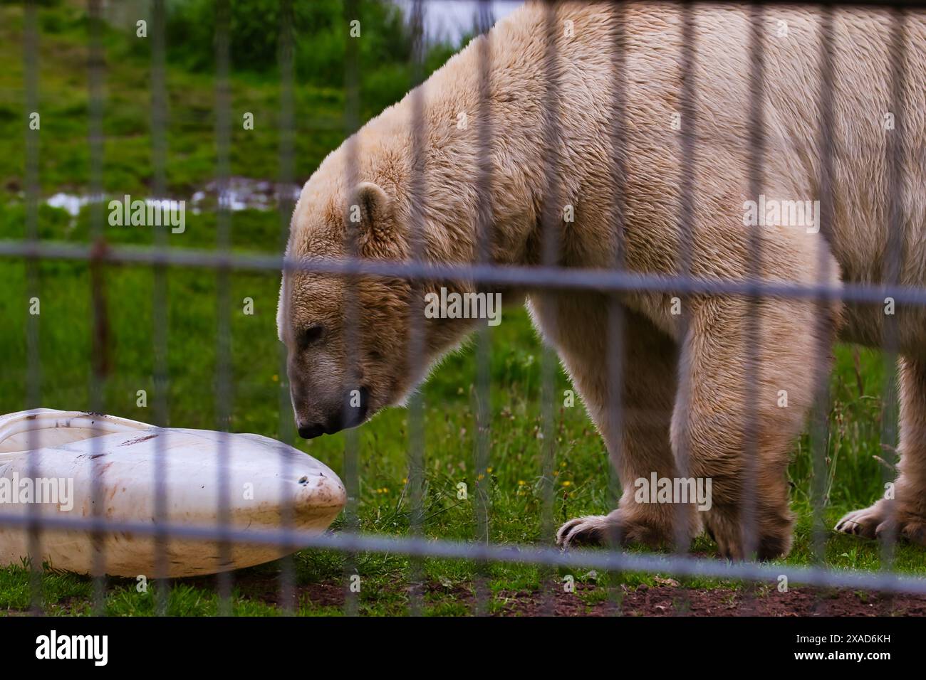 A polar bear in a zoo enclosure, standing on grass and sniffing a white ...