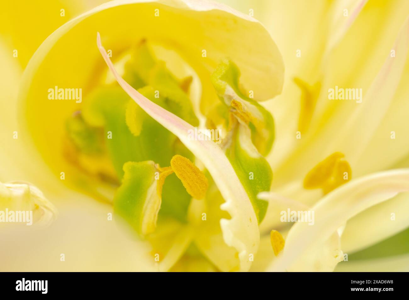 Extreme Close-up of the inside of a tulip - stamens and pistil. Blur and soft focus. Macro photo ...