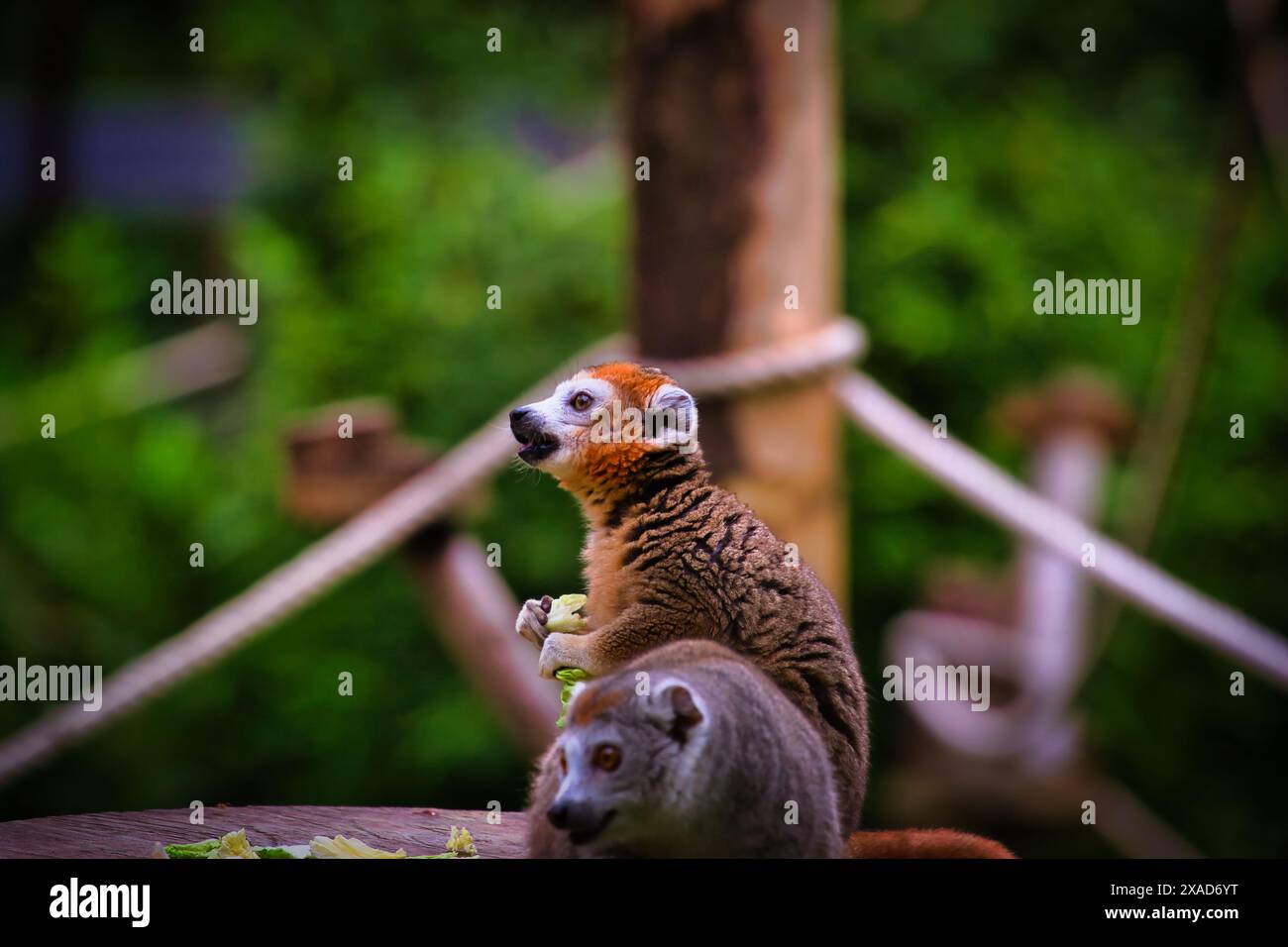 Two lemurs sitting on a wooden platform in a lush green environment ...