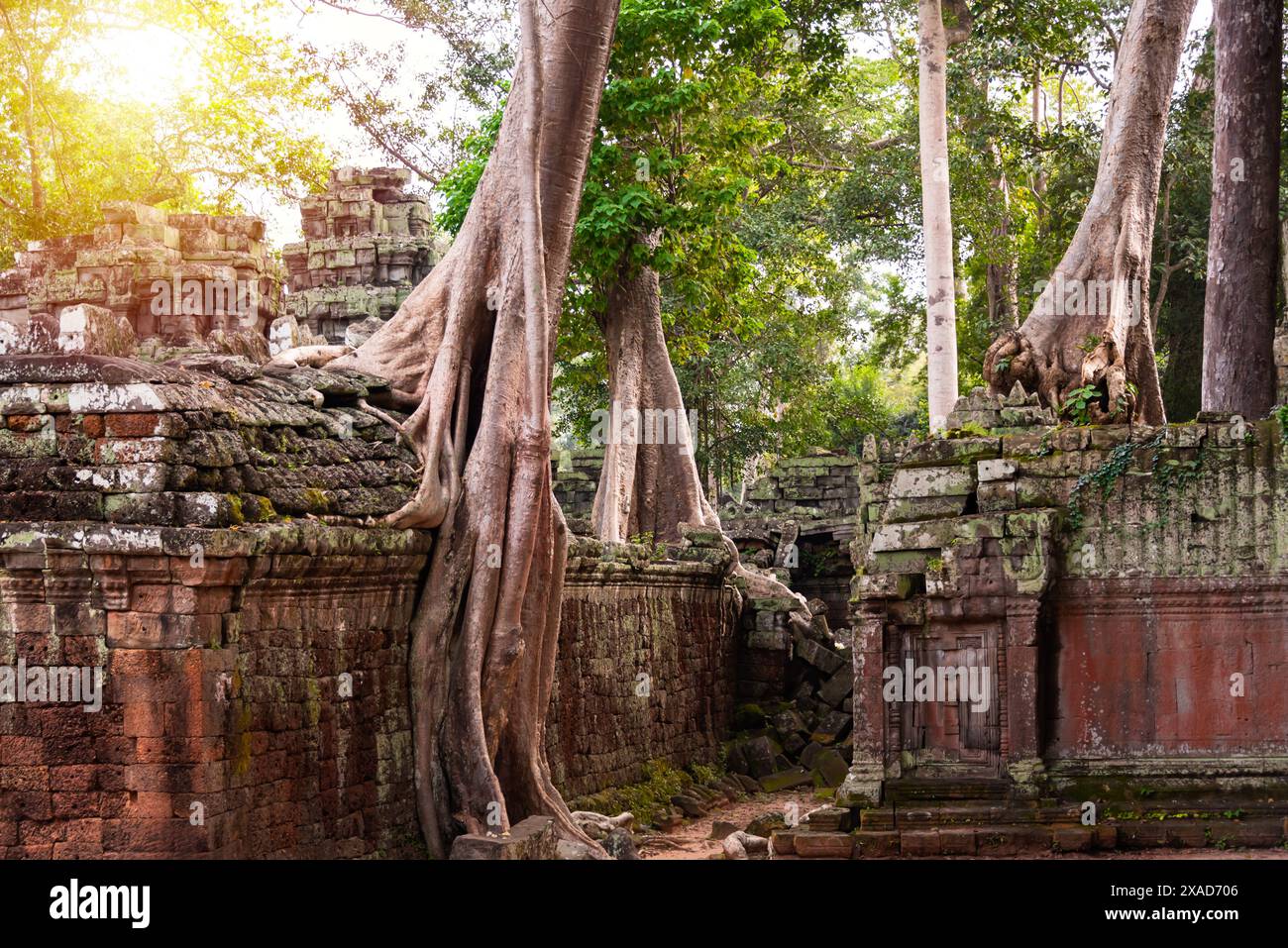 Angkor Thom, ancient temple ruins in Cambodia jungle with trees growing ...