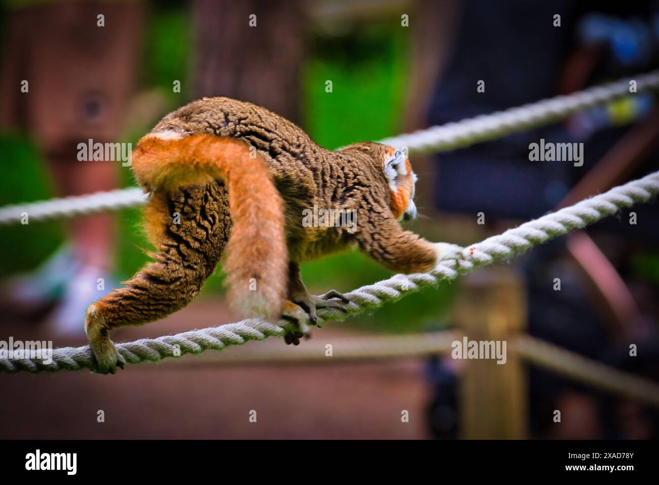 A lemur walking on a rope in a zoo or wildlife park. The background is ...