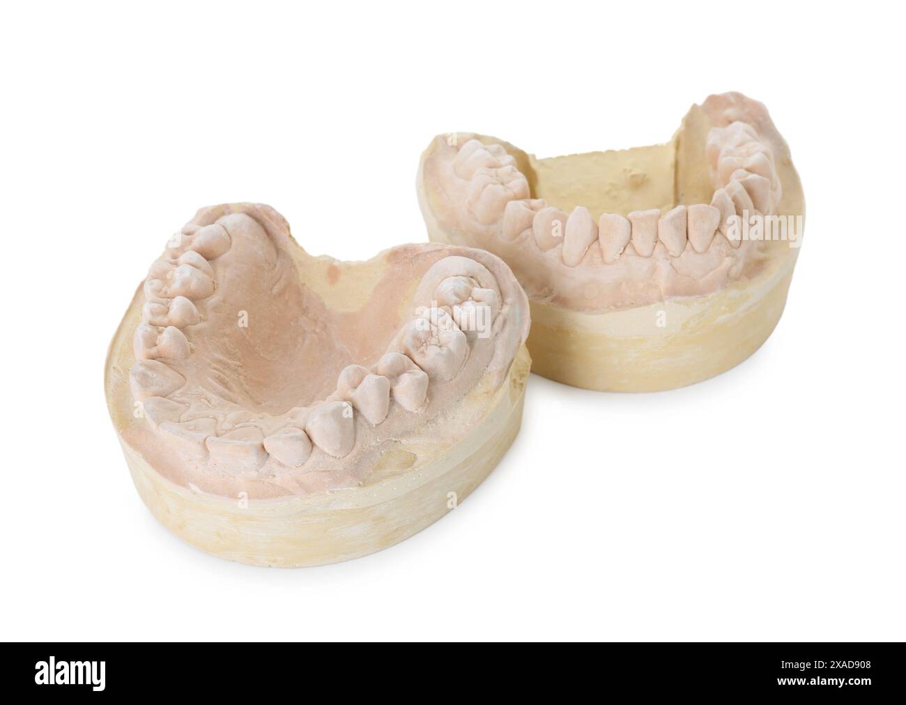 Dental model with jaws isolated on white. Cast of teeth Stock Photo - Alamy