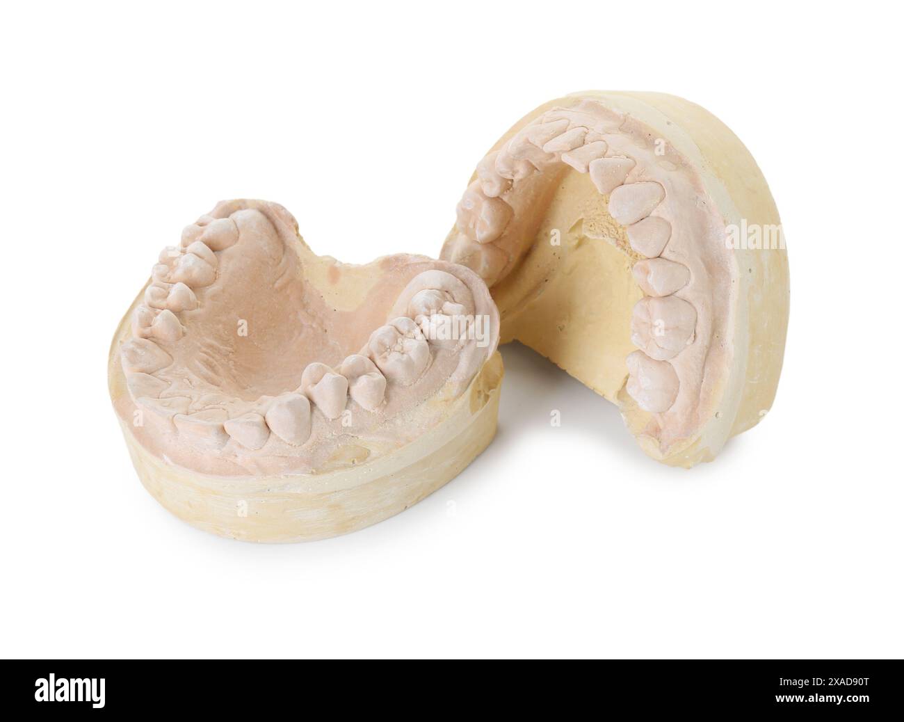 Dental model with jaws isolated on white. Cast of teeth Stock Photo - Alamy