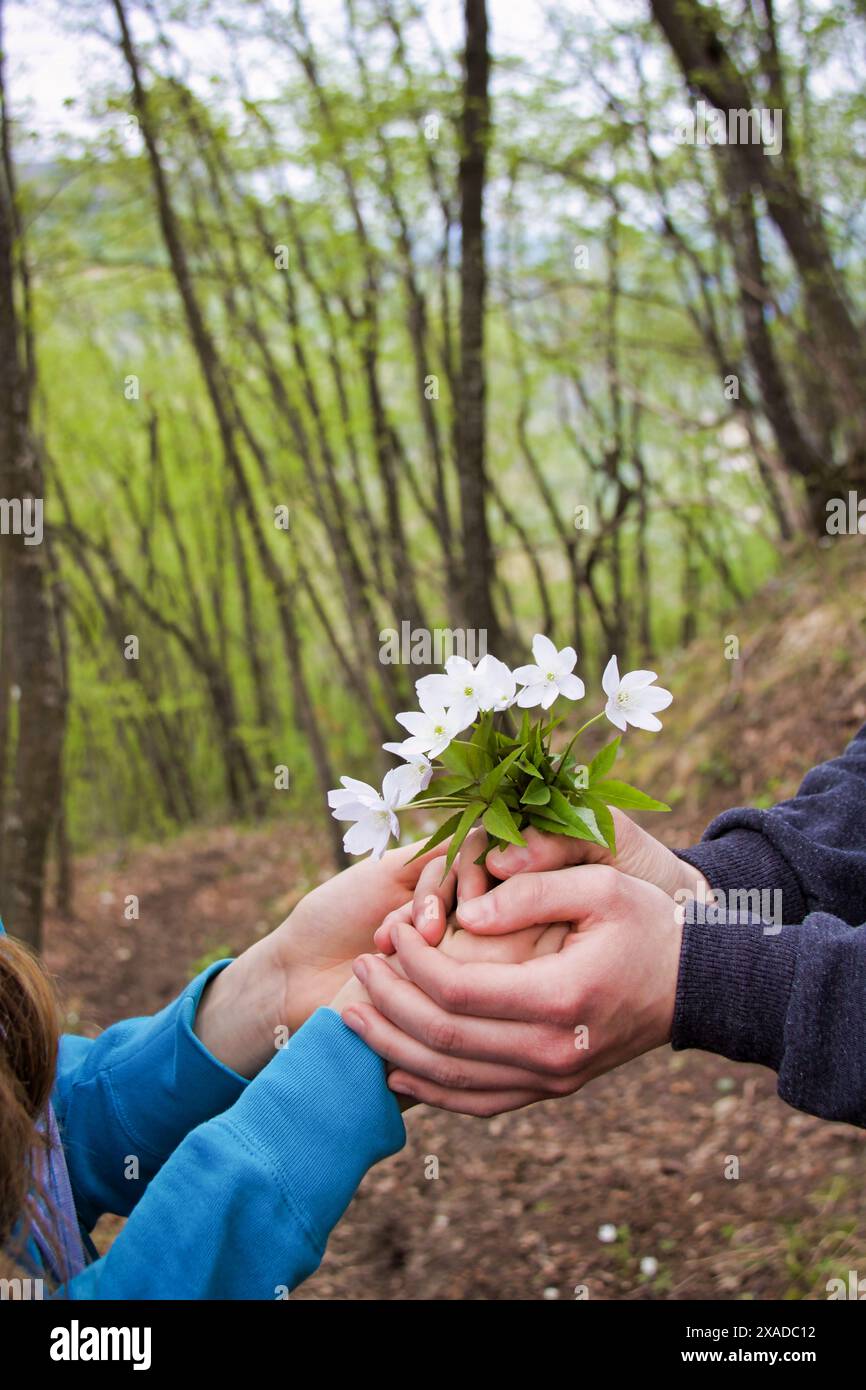 hand s of boy offering a small bouquet of wild white flowers to a girl ...