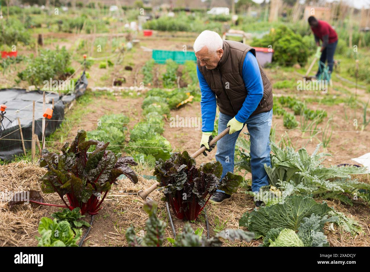 Farmer spreads hoe garden beds Stock Photo - Alamy