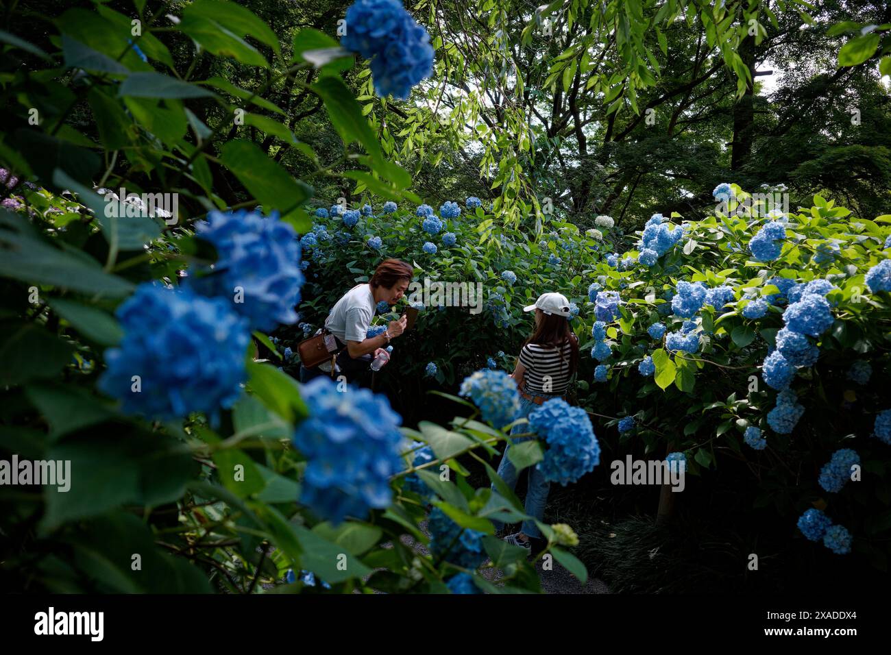 Kamakura, Japan. 6th June, 2024. A visitor poses for photos with hydrangea flowers in Kamakura ...