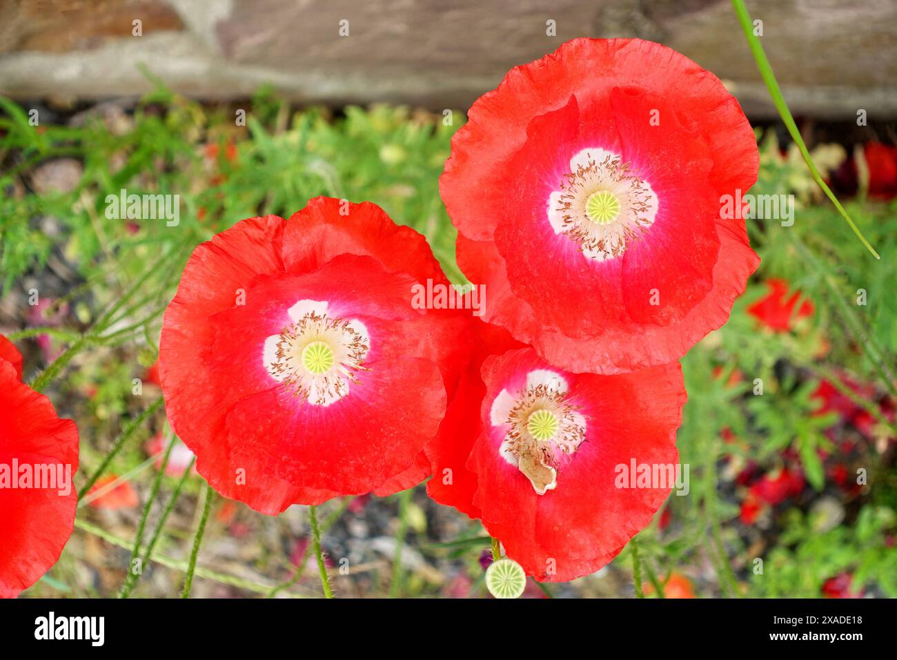Klatschmohn Papaver rhoeas Gerstungen, Deutschland, GER, DEU, Germany ...