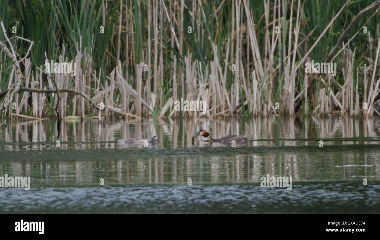 Great crested grebe with a fish in it s beak approaches a chick to feed ...