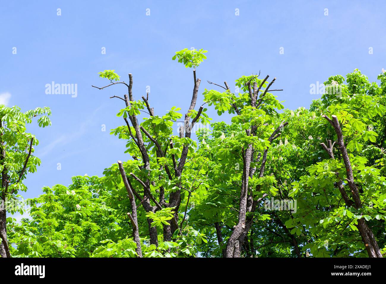 Bright green tree branches reaching into a clear blue sky, showcasing ...