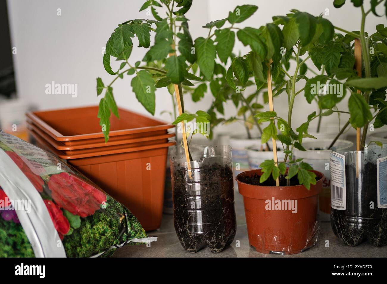 The seedling is ready for transplanting Stock Photo - Alamy