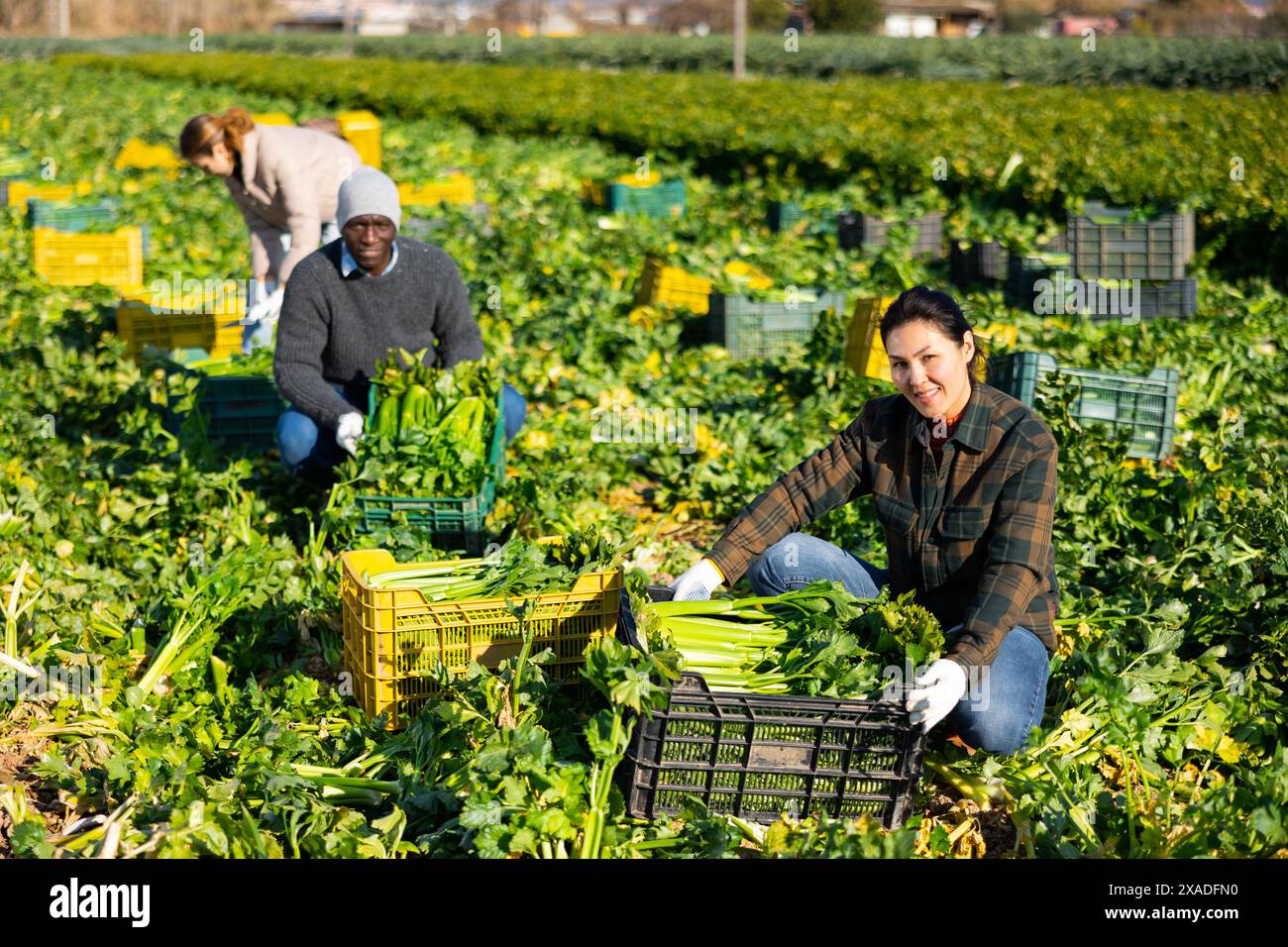 Happy Asian female farmer harvesting celery on vegetable plantation Stock Photo - Alamy