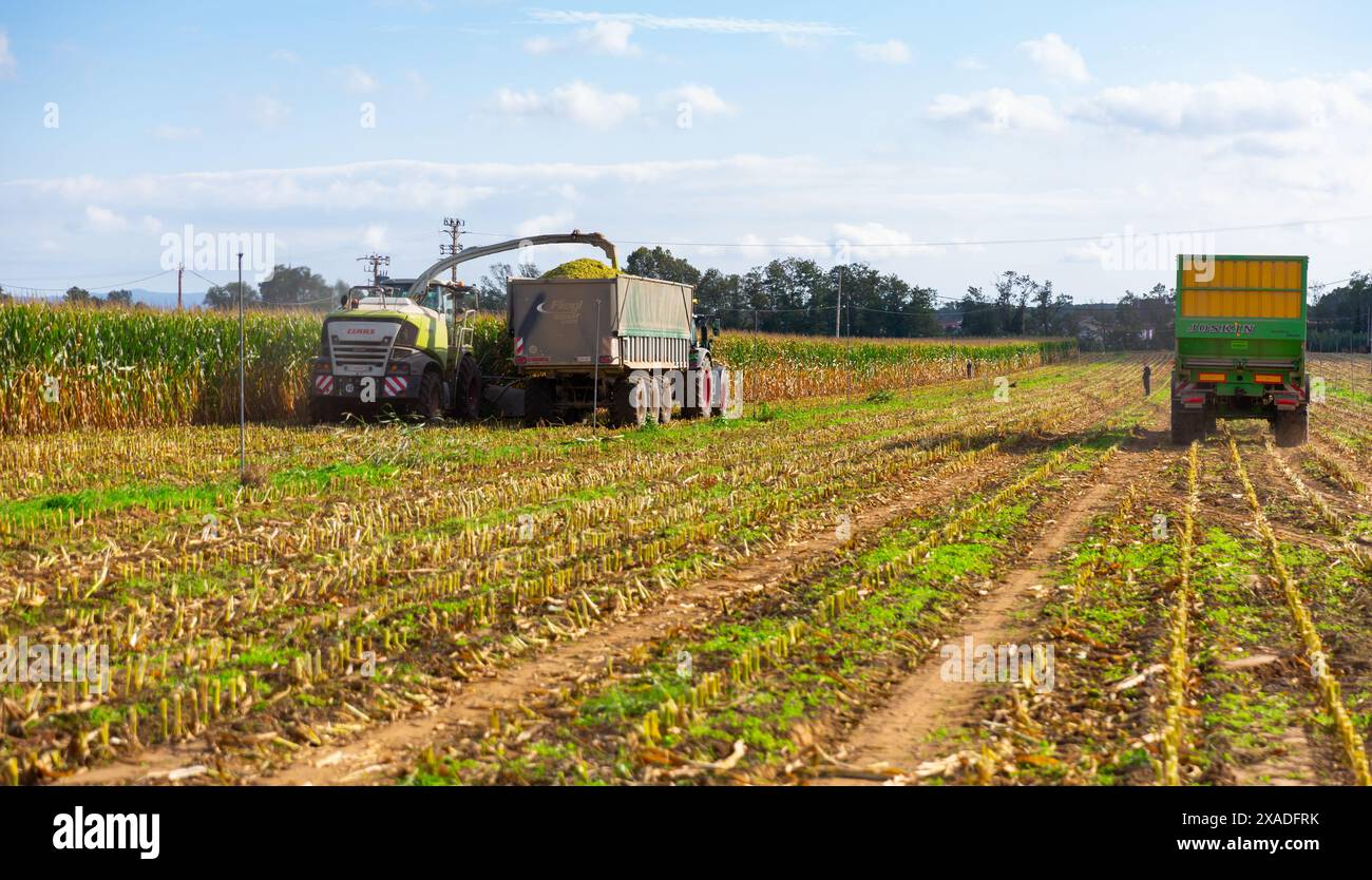 Process of corn silage harvest at farm Stock Photo - Alamy