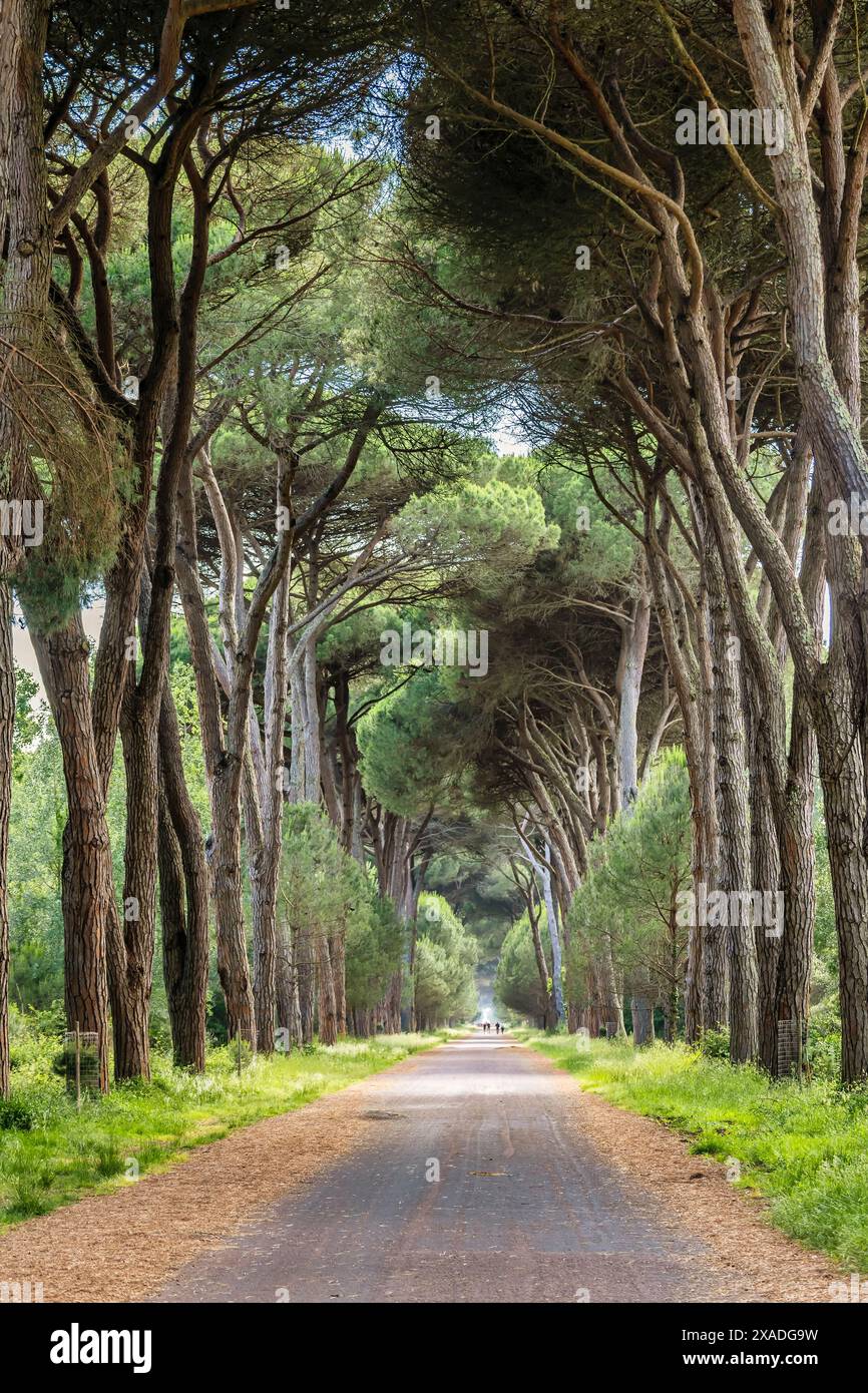 Migliarino san rossore park hi-res stock photography and images - Alamy
