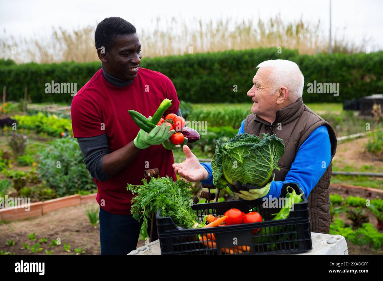 Getting to know the neighbors at the country houses in village Stock ...