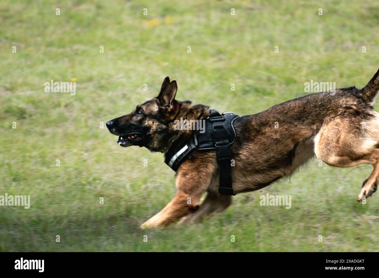 Military dog and military dog trainer, dog team Stock Photo - Alamy
