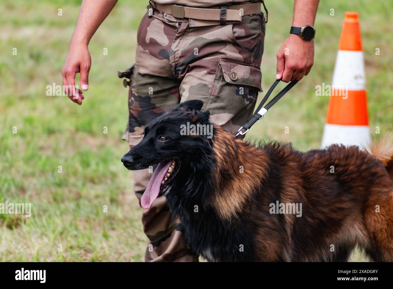 Belgian malinois army dog hi-res stock photography and images - Alamy