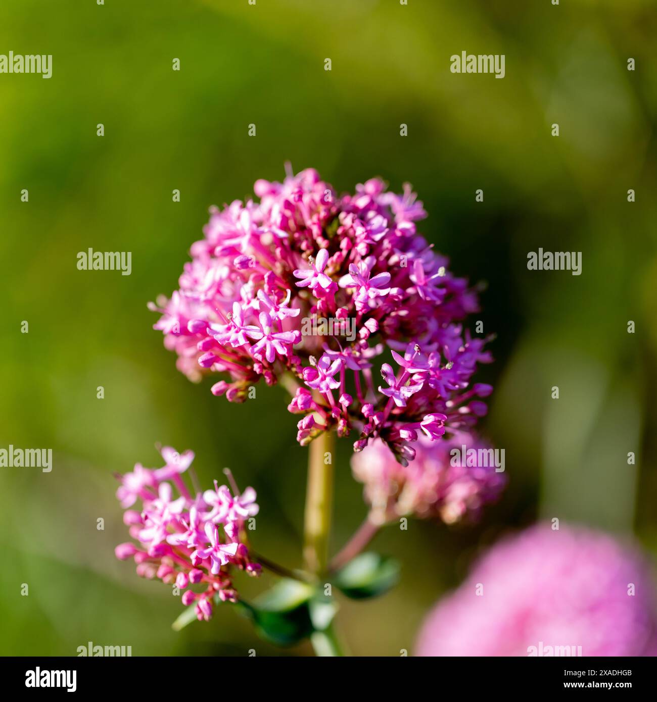 Centranthus ruber, Red Valerian plant flowering in early June. Dorset ...