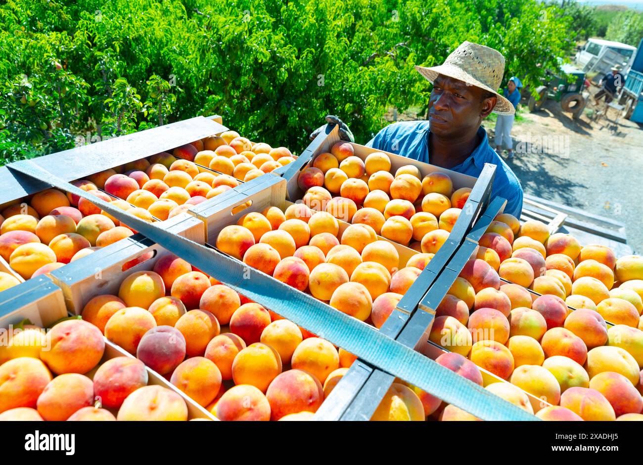 African american farmer stacking crates with harvested peaches in ...
