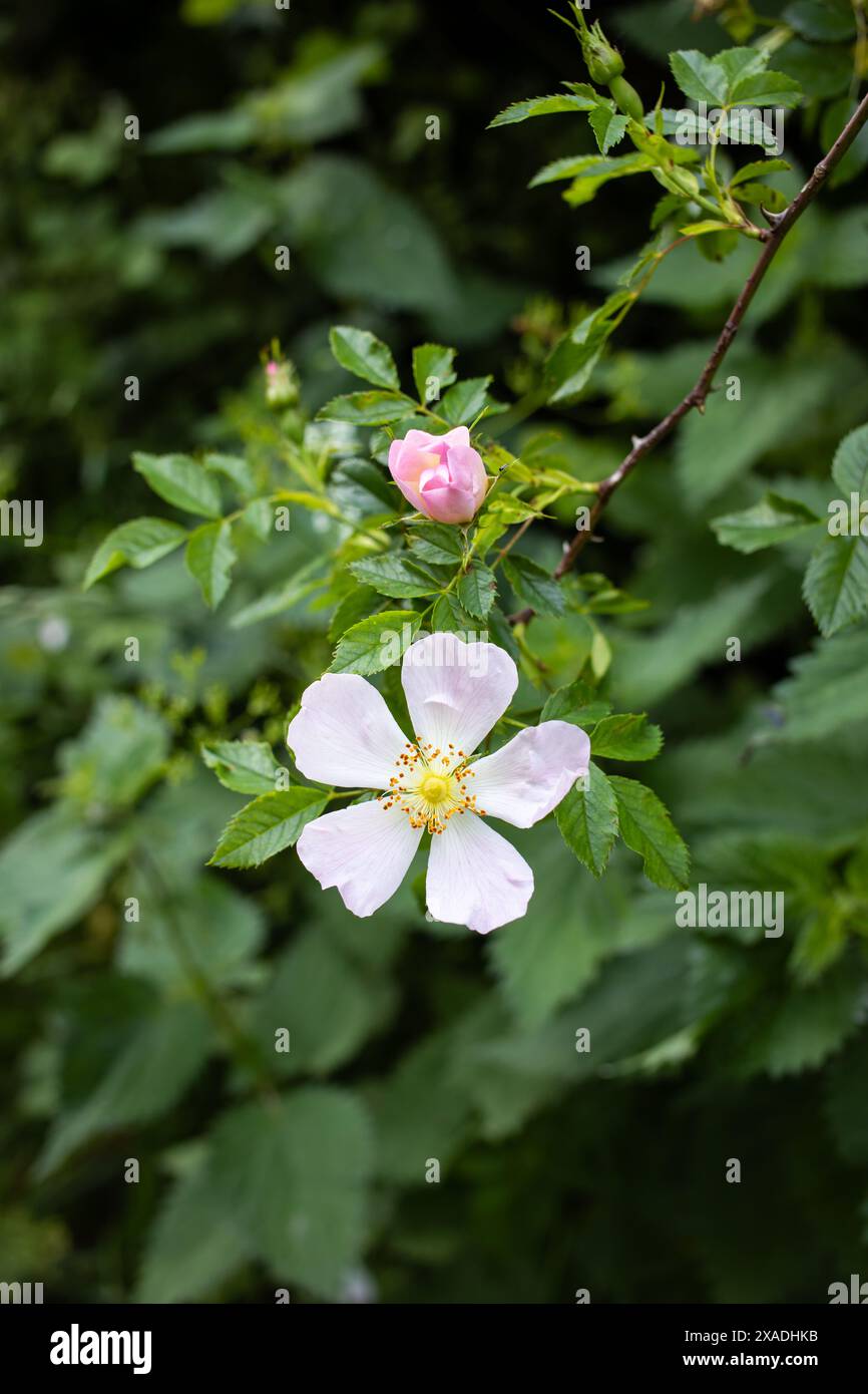 Rosa canina, Dog rose flower Stock Photo - Alamy