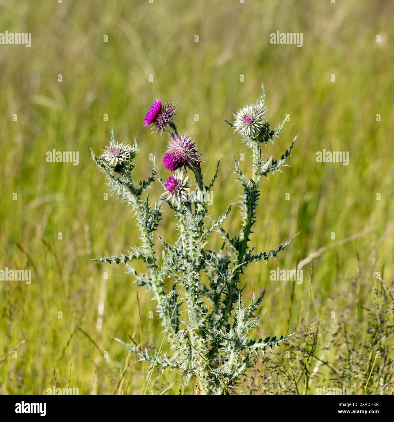 Thistle plant flowering in early June. Dorset, England, UK Stock Photo ...
