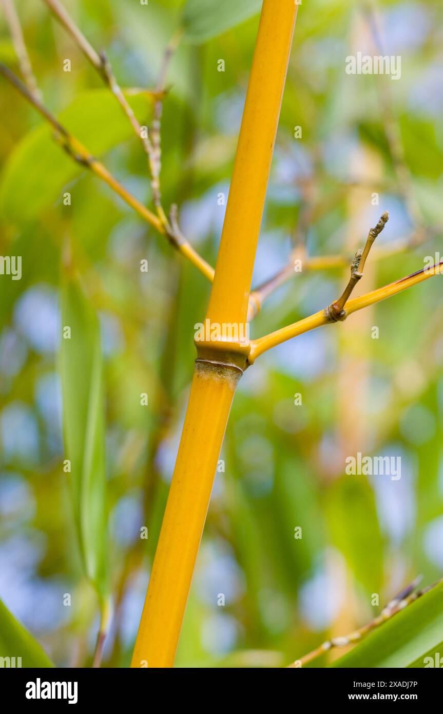 Golden groove bamboo hi-res stock photography and images - Alamy