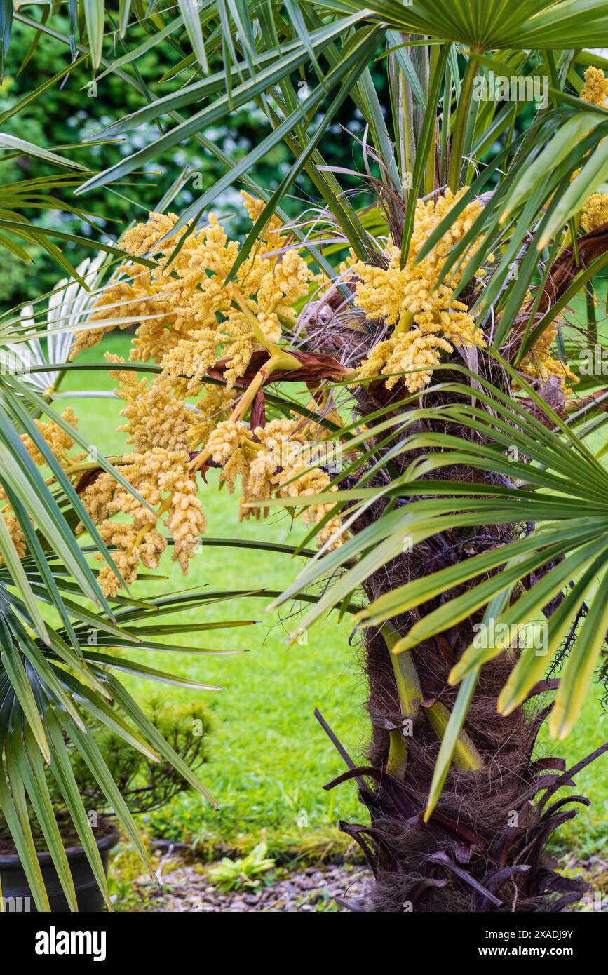 Chusan palm trachycarpus fortunei hi-res stock photography and images ...